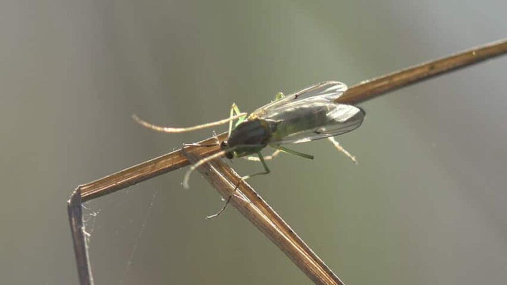 Why are Gnats So Bad This Year? How to Get Rid of Them - The Pest Rangers