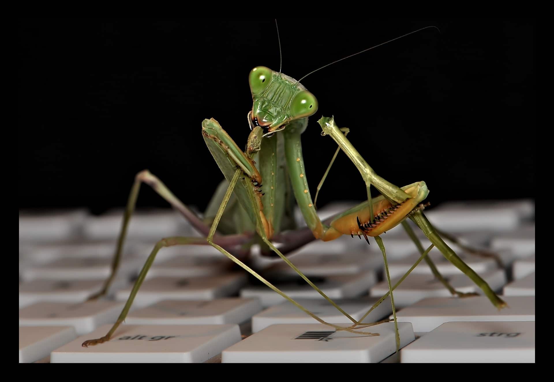 Good Bugs vs Bad Bugs. Is This Really A Thing? - The Pest Rangers