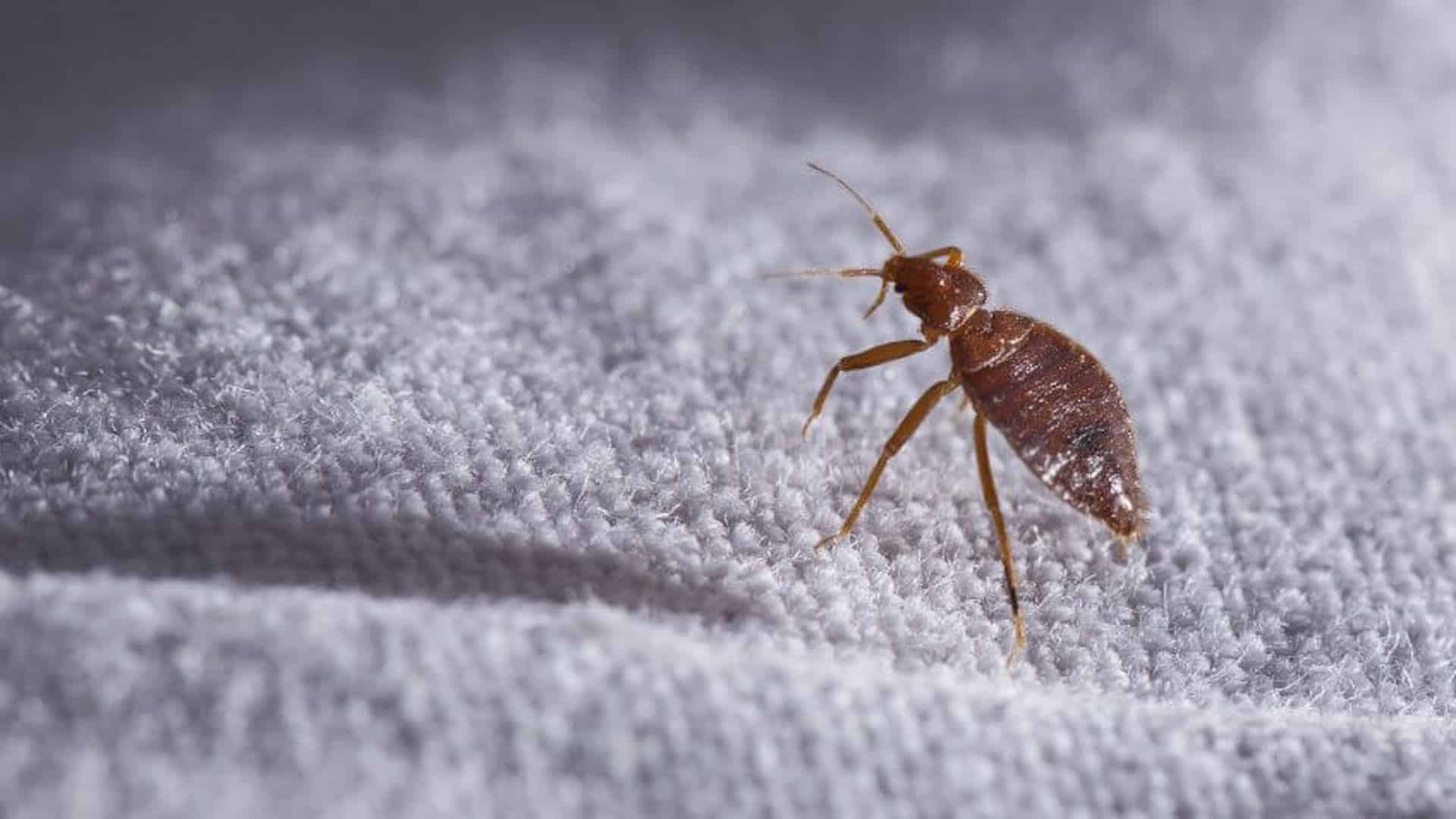 Pennsylvania Bug ID Guide: Top 25 Most Common Types