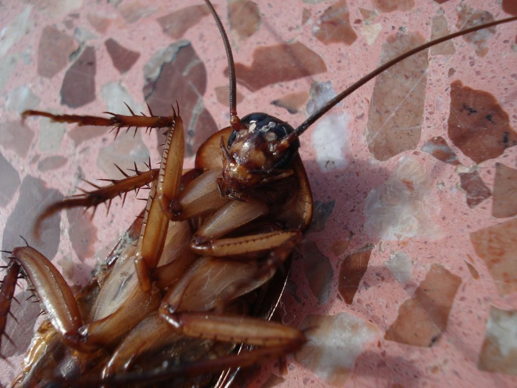 15 Sneaky Winter Bugs that You Can Find in Your House