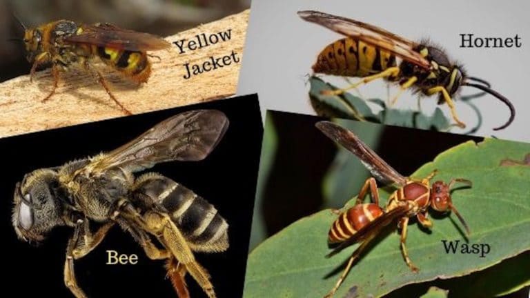 Top 10 Summer Insects & What To Do About Them - The Pest Rangers