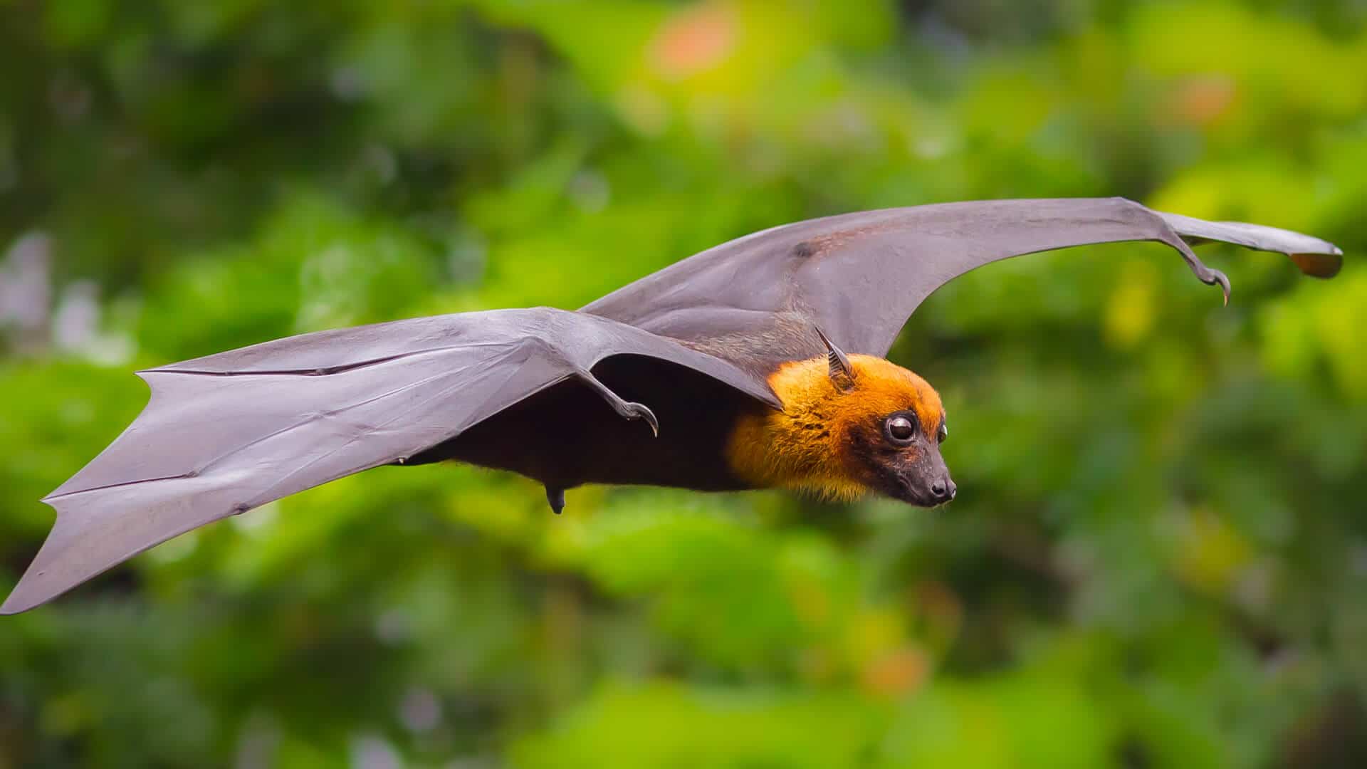 Bat FAQ Interesting And Fun Facts About Bats Bat FAQ Interesting And Fun Facts About Bats
