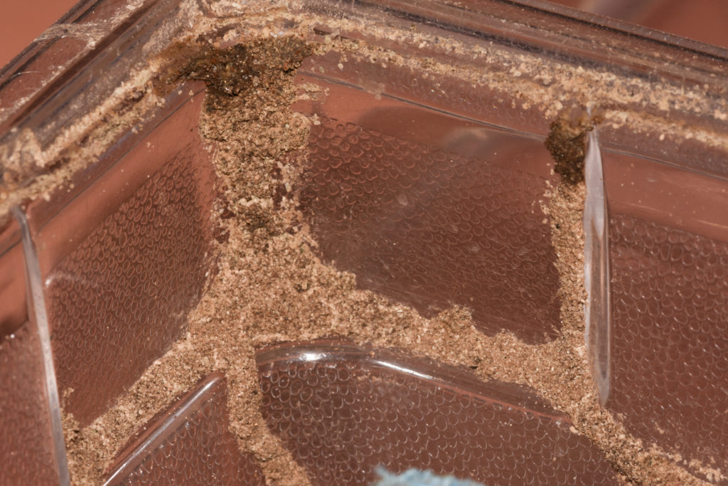 Recognize These 7 Early Signs of a Termite Infestation