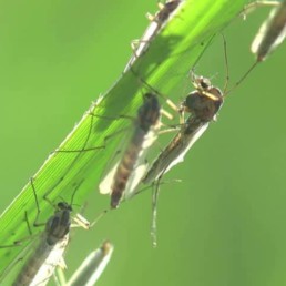 Pest Control and Exterminator Services: Wilkes-Barre, Hazleton - The ...