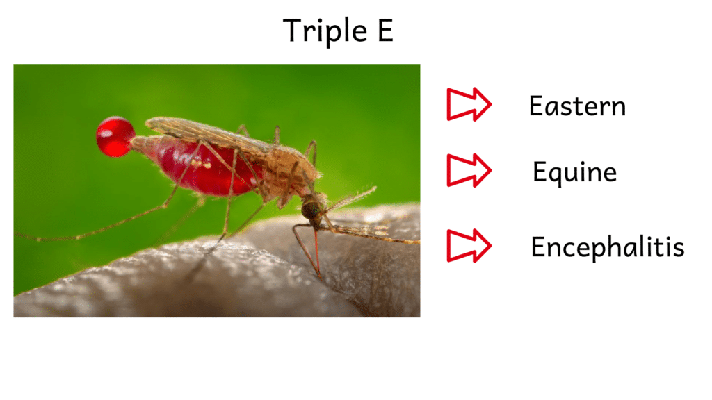 Mosquitoes and the Triple E Threat: What You Need to Know