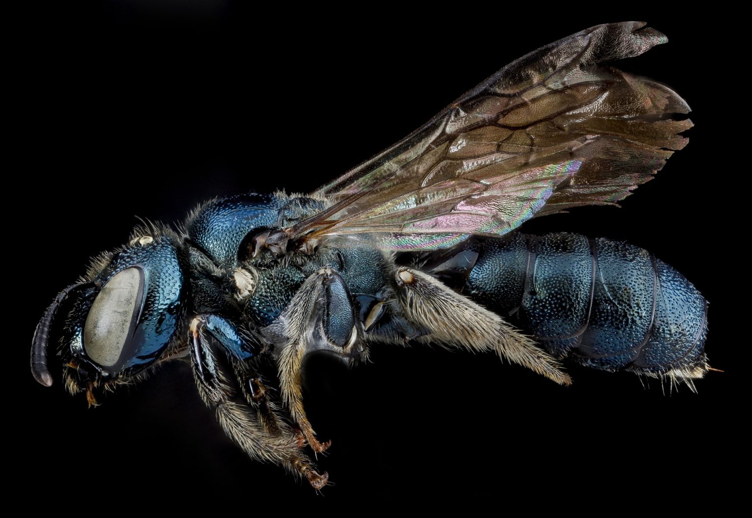 What Are Carpenter Bees? Stop Wood Boring & Get Rid of Them - The Pest ...