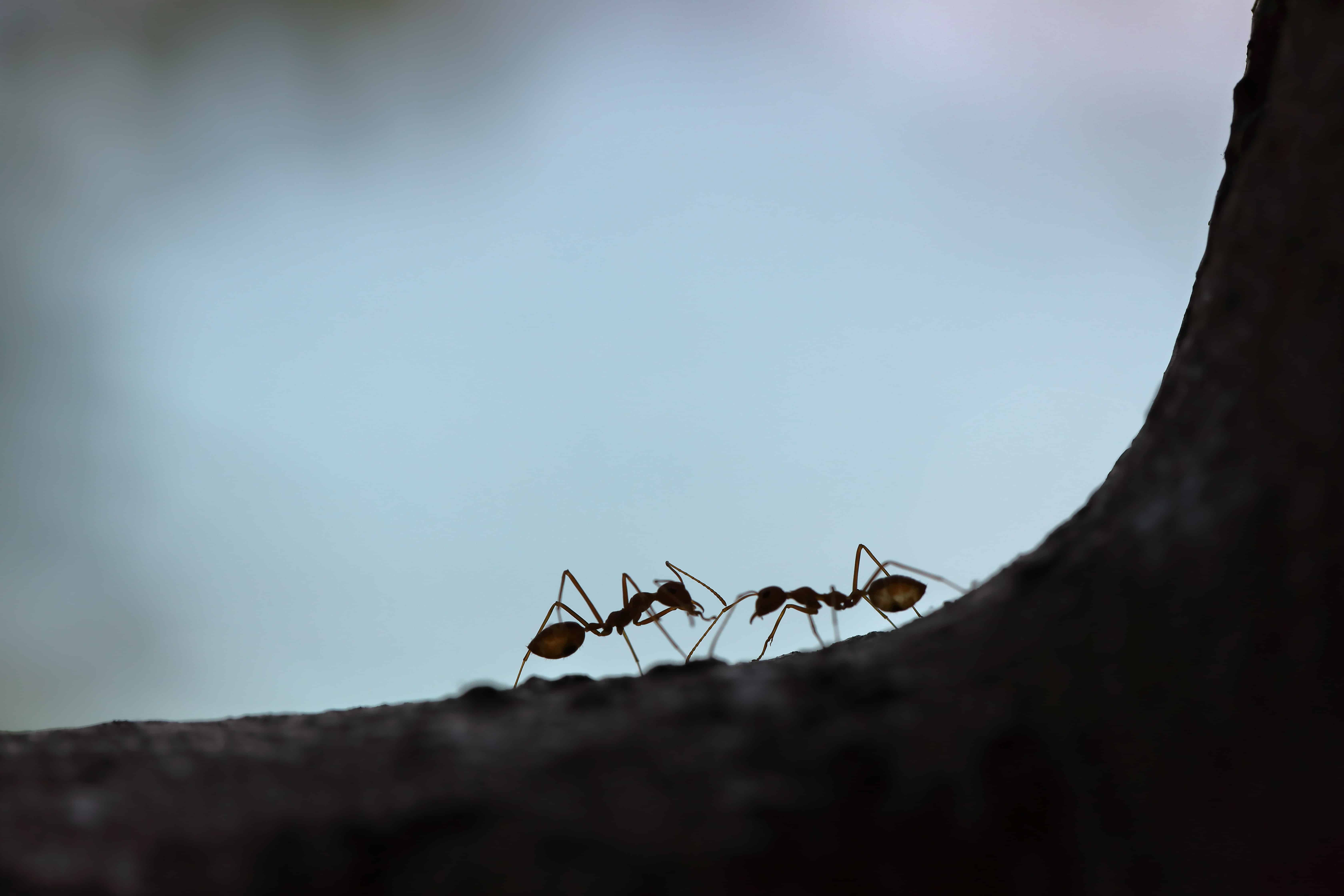 Ant FAQ (Removal, Repellent, Ant Bites) - The Pest Rangers