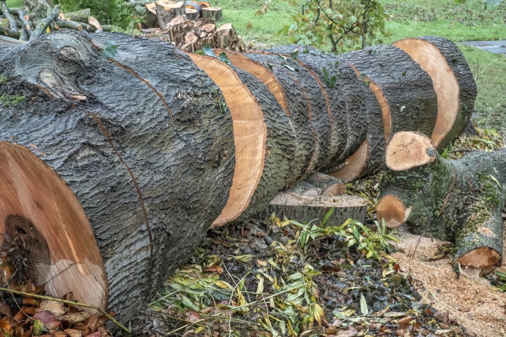 Dead Trees In PA? Could It Be from The Emerald Ash Borer?