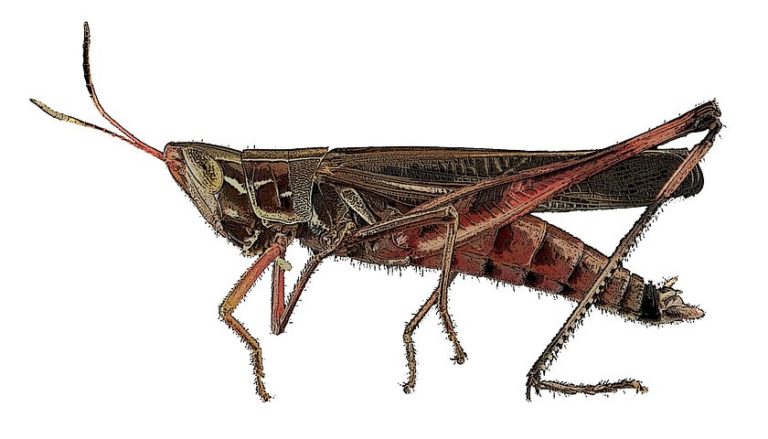 What Are the Types of Crickets in PA? Why Are They in My Home?
