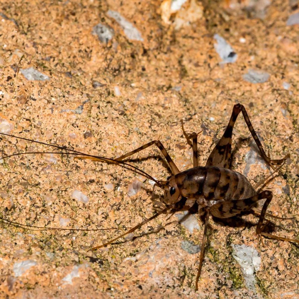 What Are The Types Of Crickets In PA Are They Safe Or Unsafe 