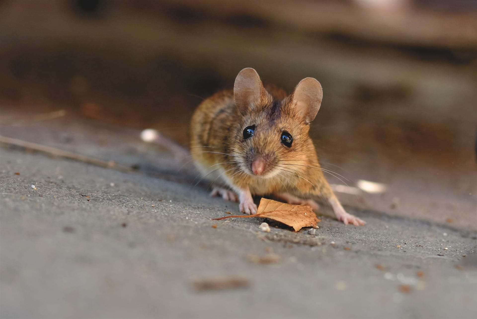 Top 8 Common Rodents In Northeastern PA The Pest Rangers Top 8 Common Rodents In Northeastern PA The Pest Rangers