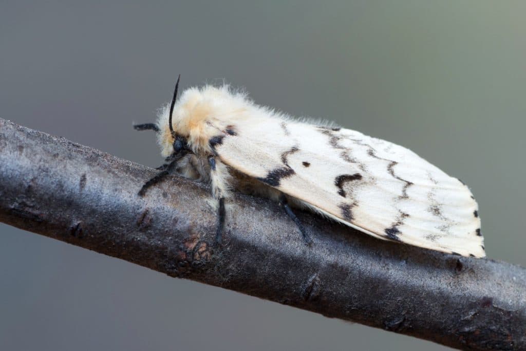 Top 9 Moth Types in Northeastern Pennsylvania - The Pest Rangers