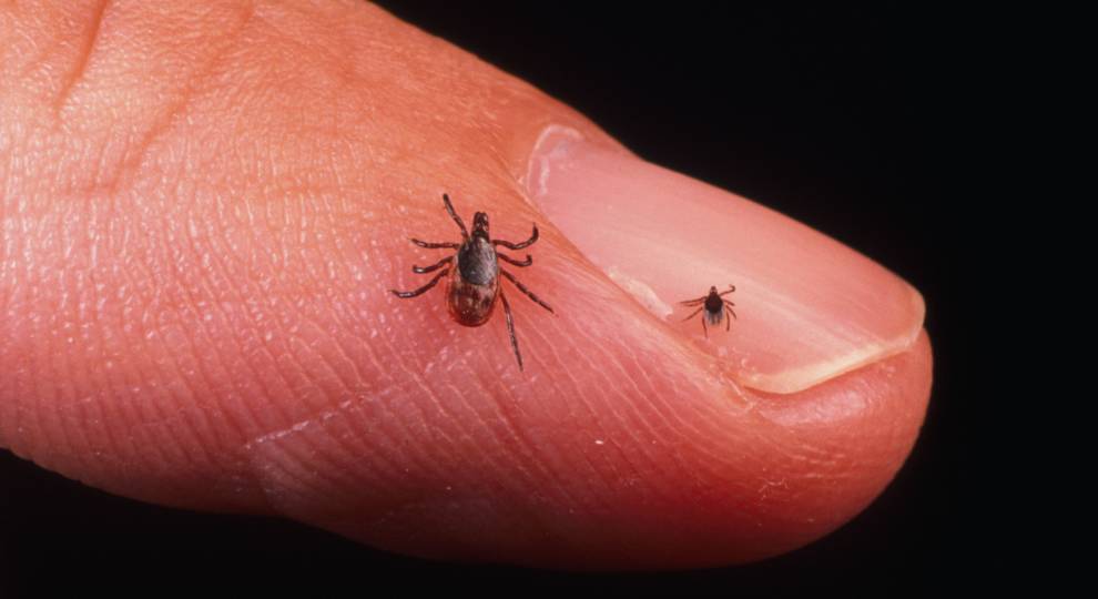 When Is Tick Season In Pennsylvania What Time Is Riskiest 