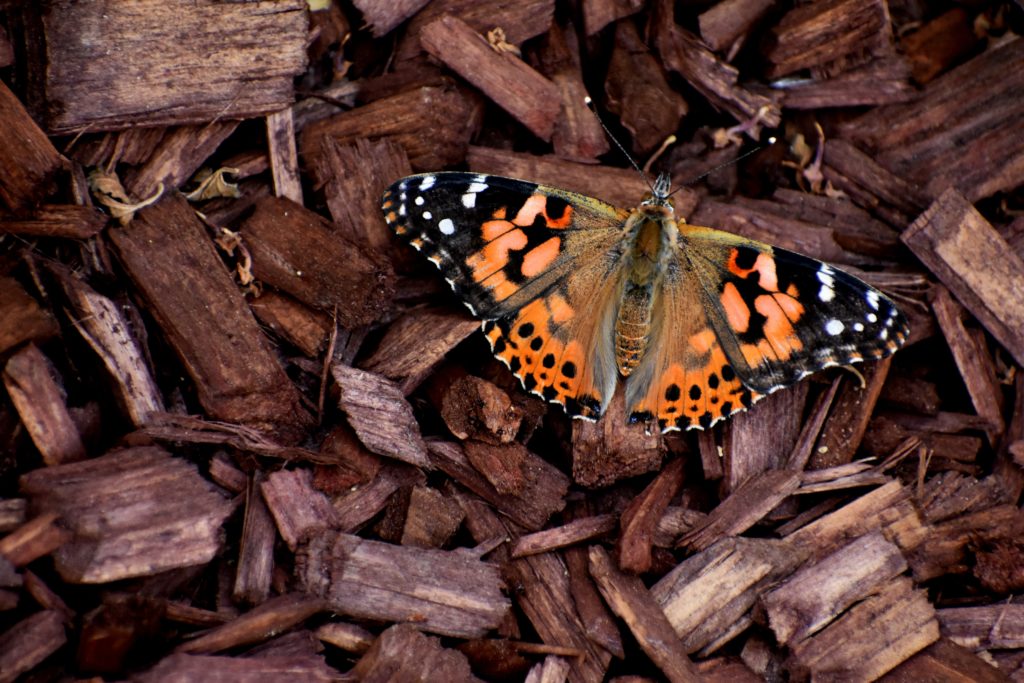 How Do You Encourage Beneficial Insects into Your Garden?