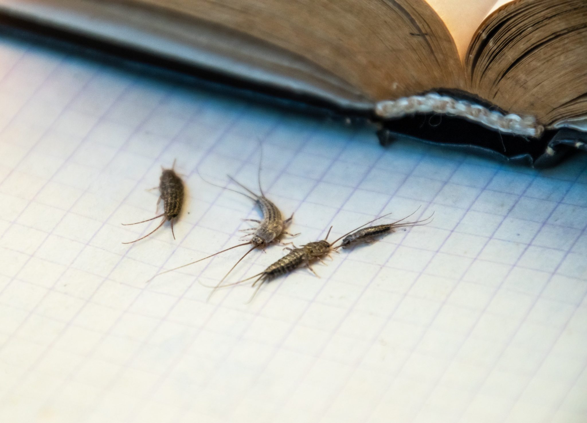 Silverfish: What Are They and How to Get Rid of Them - The Pest Rangers