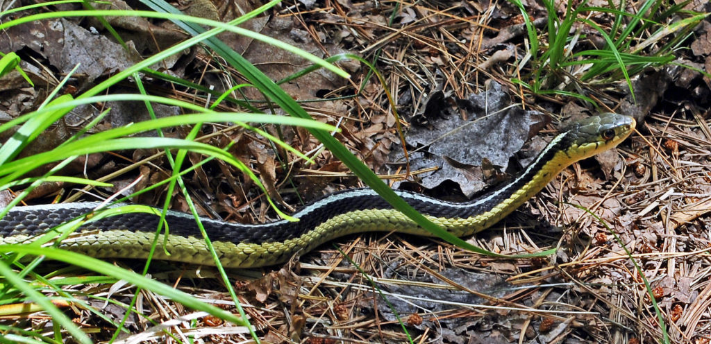 There’s a Snake in my Yard! 7 Ways to Get Rid of Them