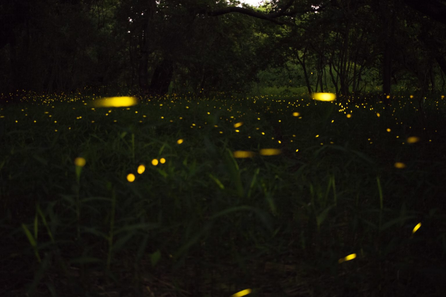 Fireflies Light Up the Night - But What Makes Them Glow?