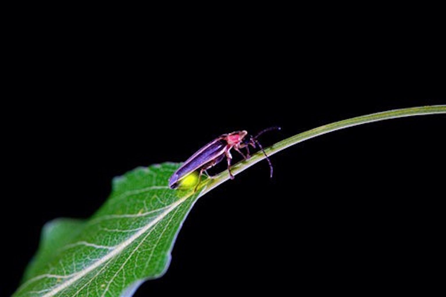 Fireflies Light Up the Night - But What Makes Them Glow?