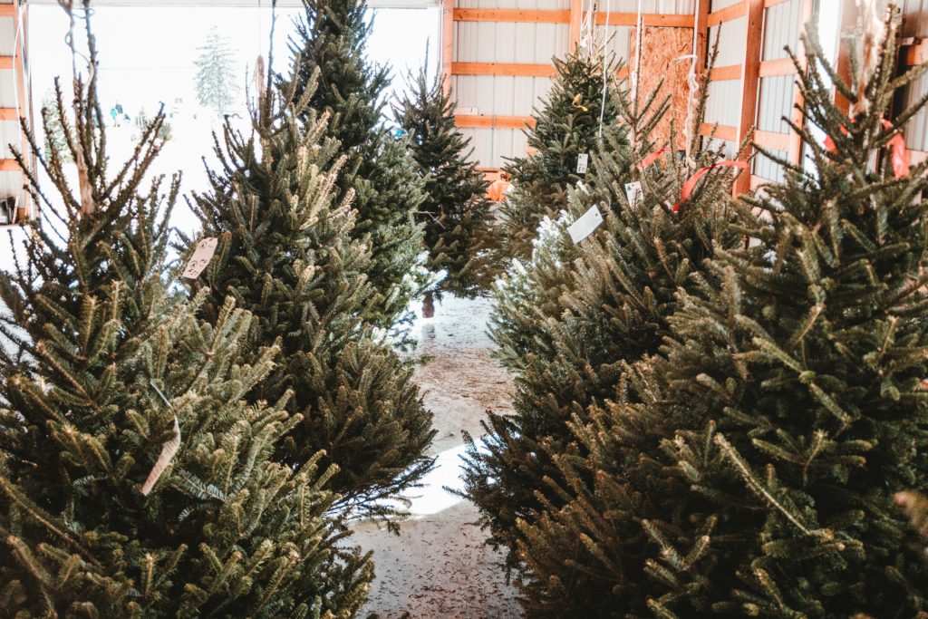 Found Bugs on Your Christmas Tree? Here’s What to Do