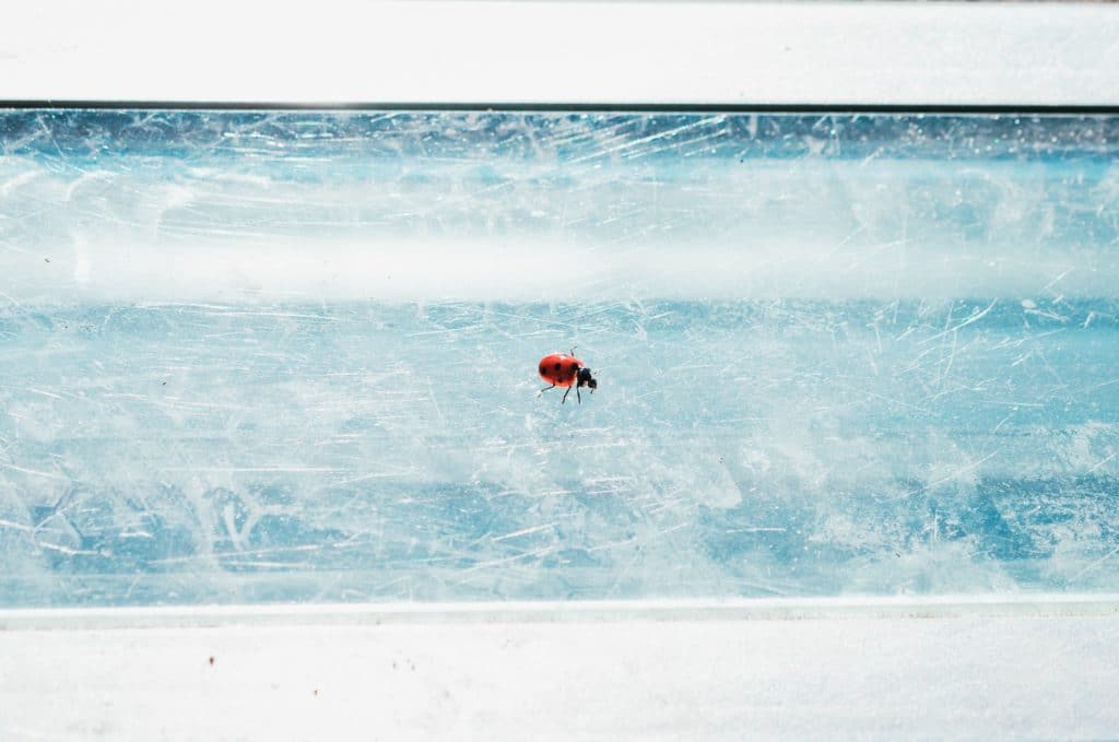 Ever Wonder How Bugs Survive in Winter? Here Are a Few Answers