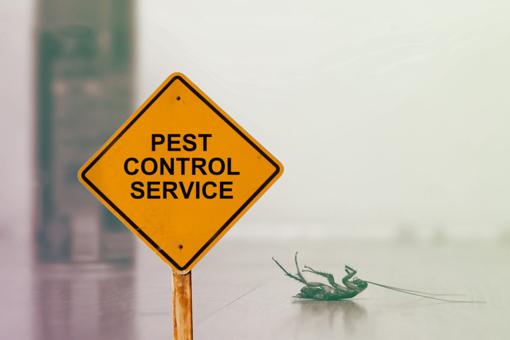 Top 5 Reasons You Should Fire Your Pest Control Expert