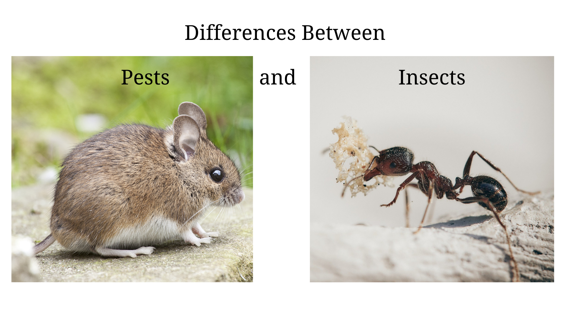 What Is Pest Online