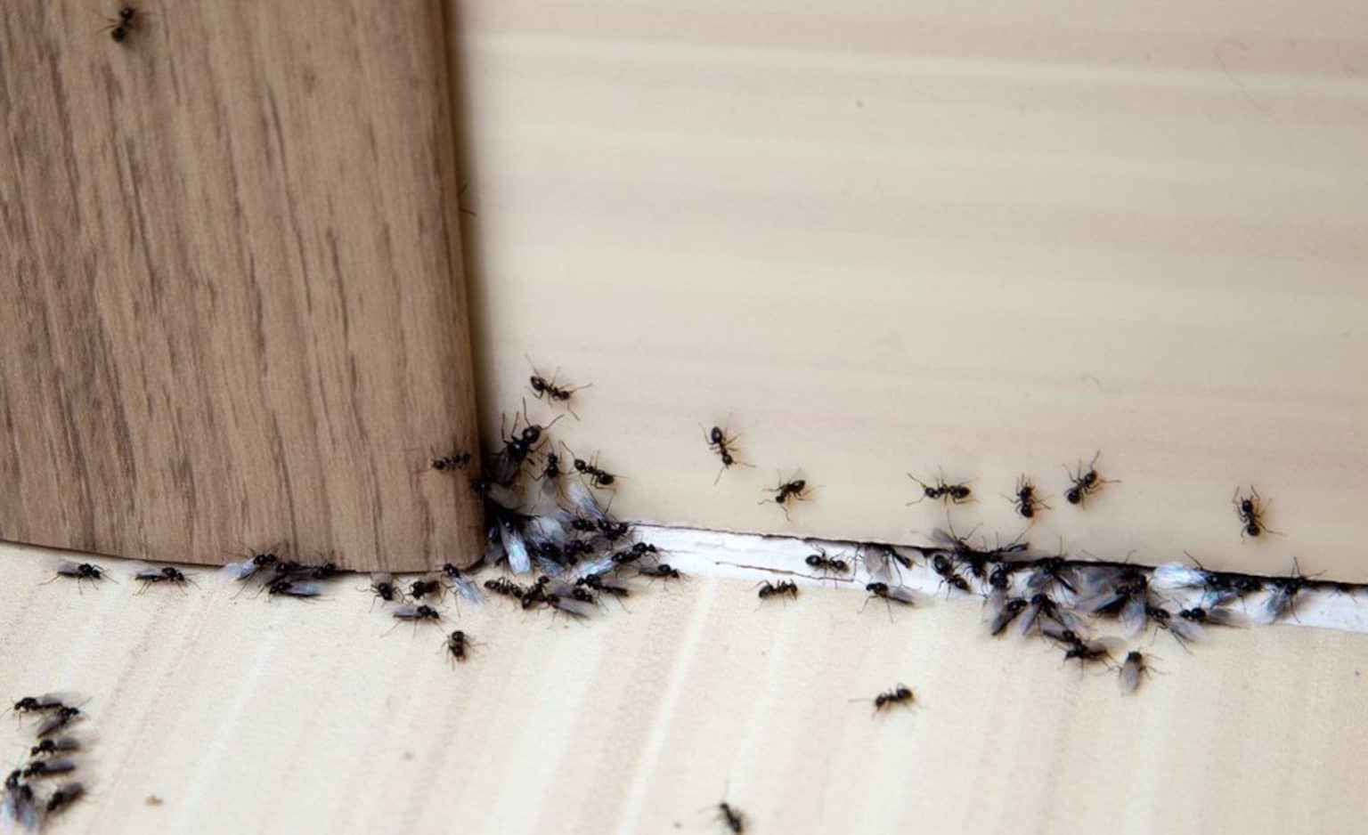 7 Signs You Have a Pest Infestation and What To Do