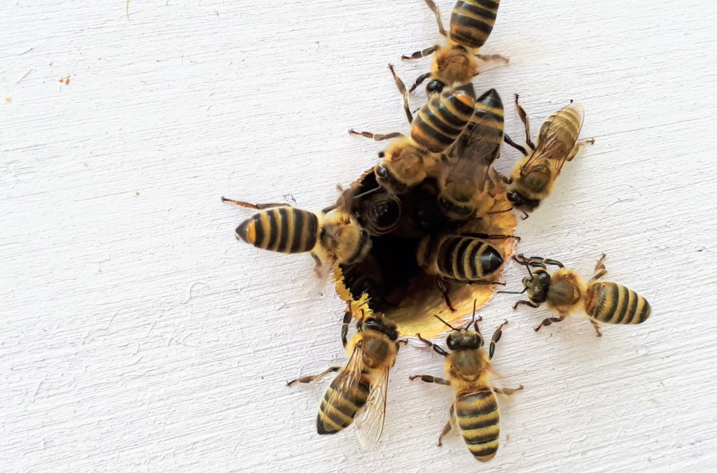 Top 5 Signs To Identify An Active Bee Hive in NEPA - The Pest Rangers