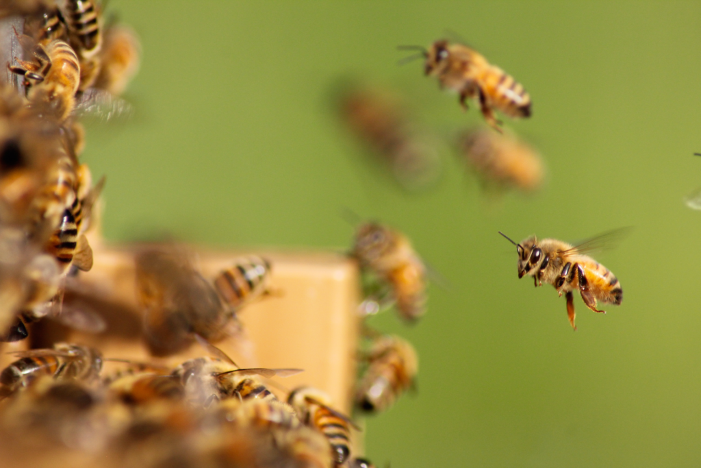 Top 3 Signs To Identify An Active Bee Hive in NEPA - The Pest Rangers