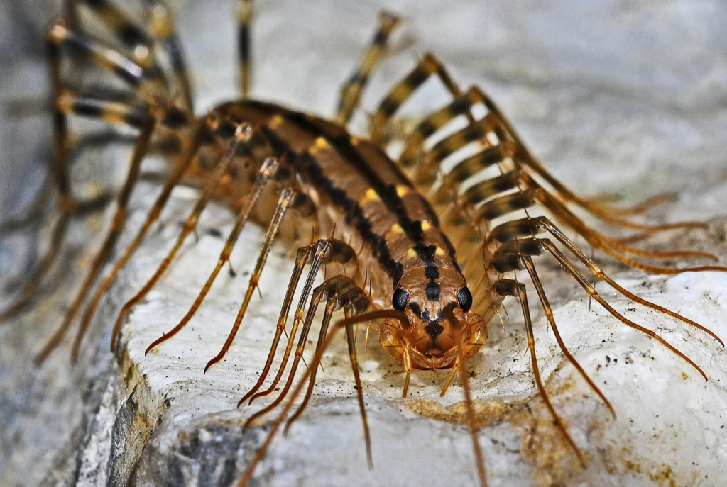 What is a Centipede and Should I Worry If I See One?