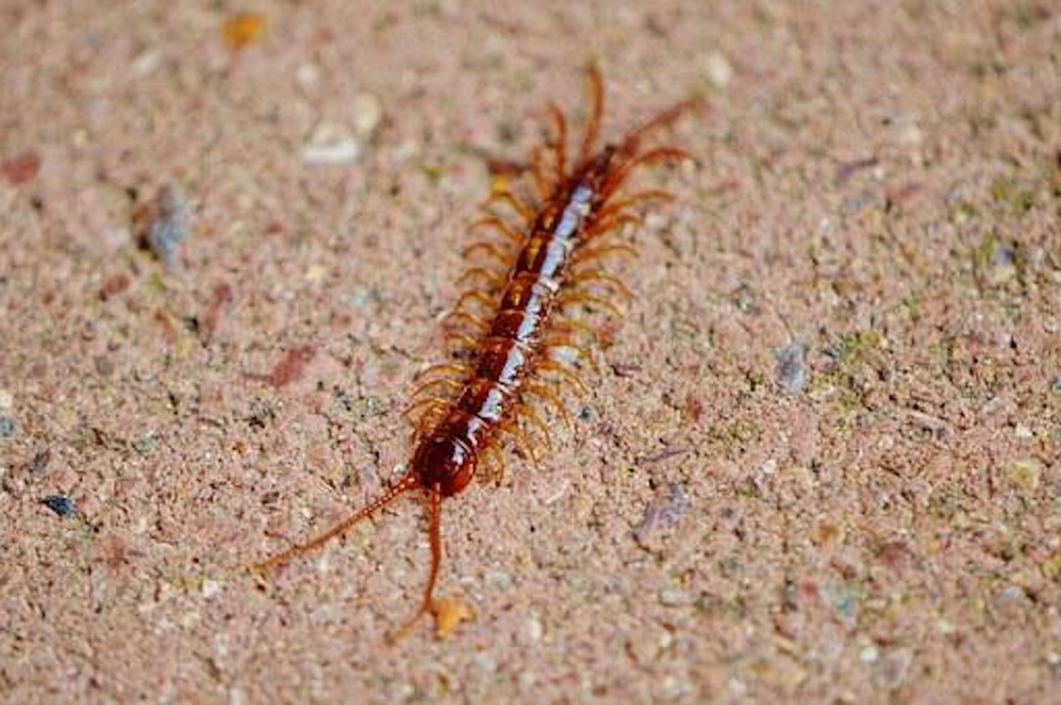 What is a Centipede and Should I Worry If I See One?