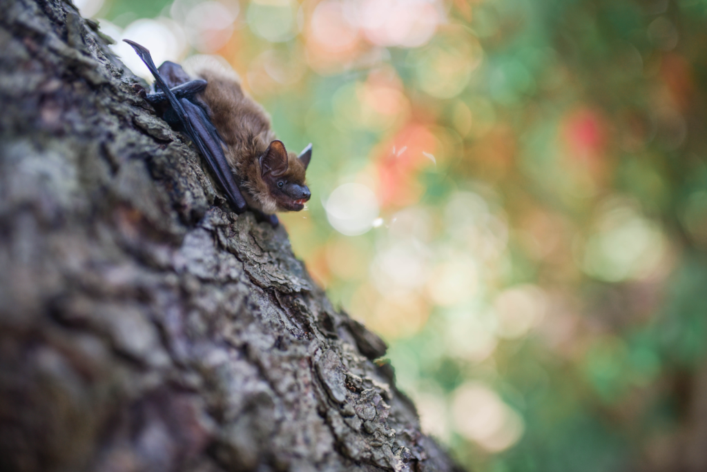 NEPA Bat Season Guide: What You Need to Know