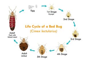 Bed Bugs vs. Lice: What You Need To Know - The Pest Rangers