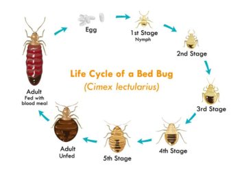 Bed Bugs vs. Lice: What You Need To Know - The Pest Rangers