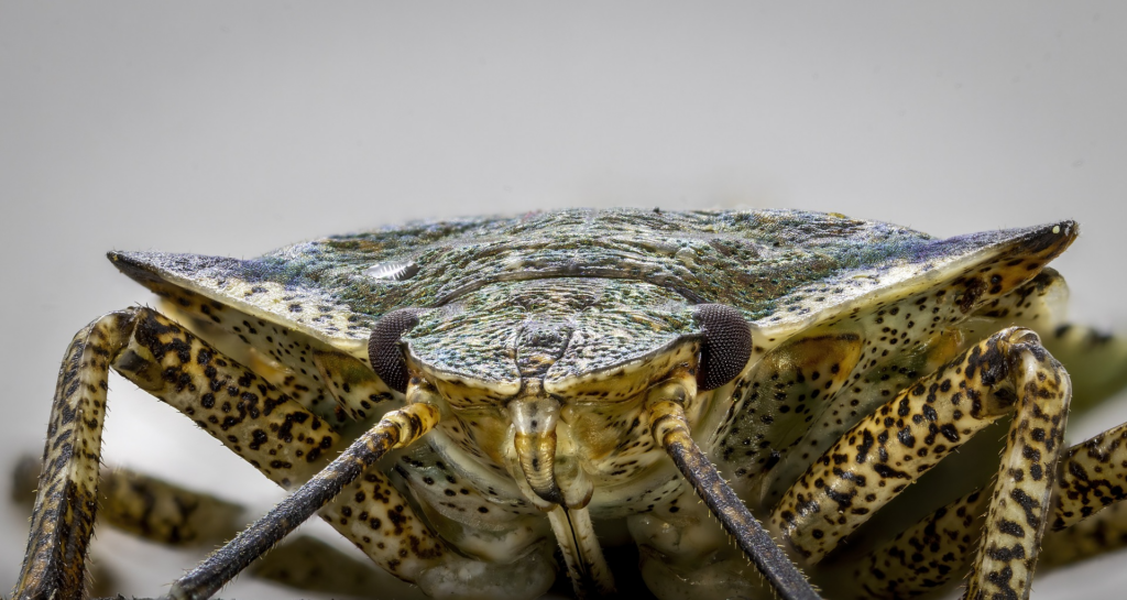 Should You Kill A Stink Bug?