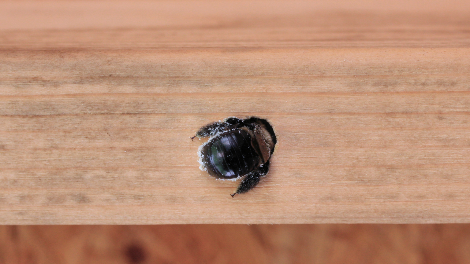 The Complete Guide to Small Stinging Insects - The Pest Rangers