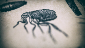 Do Flea Bombs and Foggers Work? Important Information - The Pest Rangers