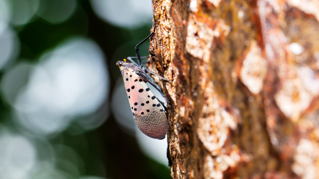 What to Do If You Spot a Spotted Lanternfly in Your PA Yard - The Pest ...