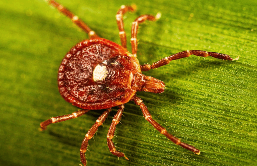 Is the Lone Star Tick in Pennsylvania? How to Avoid Being Bitten - The ...